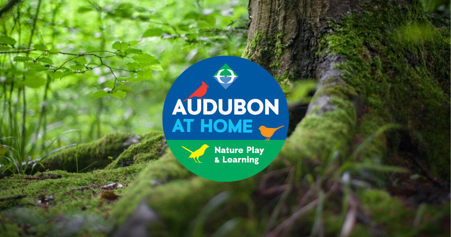 Audubon at Home: Nature Play and Learning | Audubon Society of RI