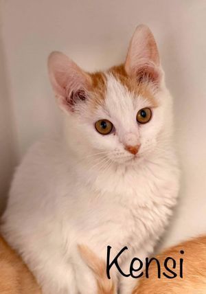 adoptable pets, dog, cat, adopt