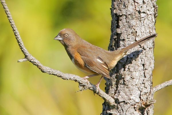 Eastern Towhee | Bird Gallery | Houston Audubon
