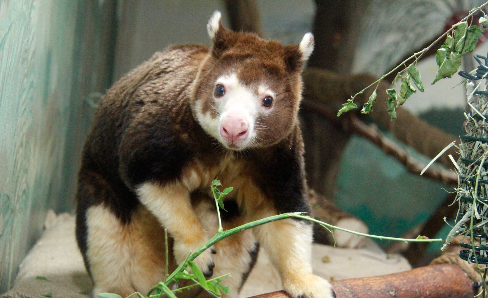 Matschie's Tree Kangaroo