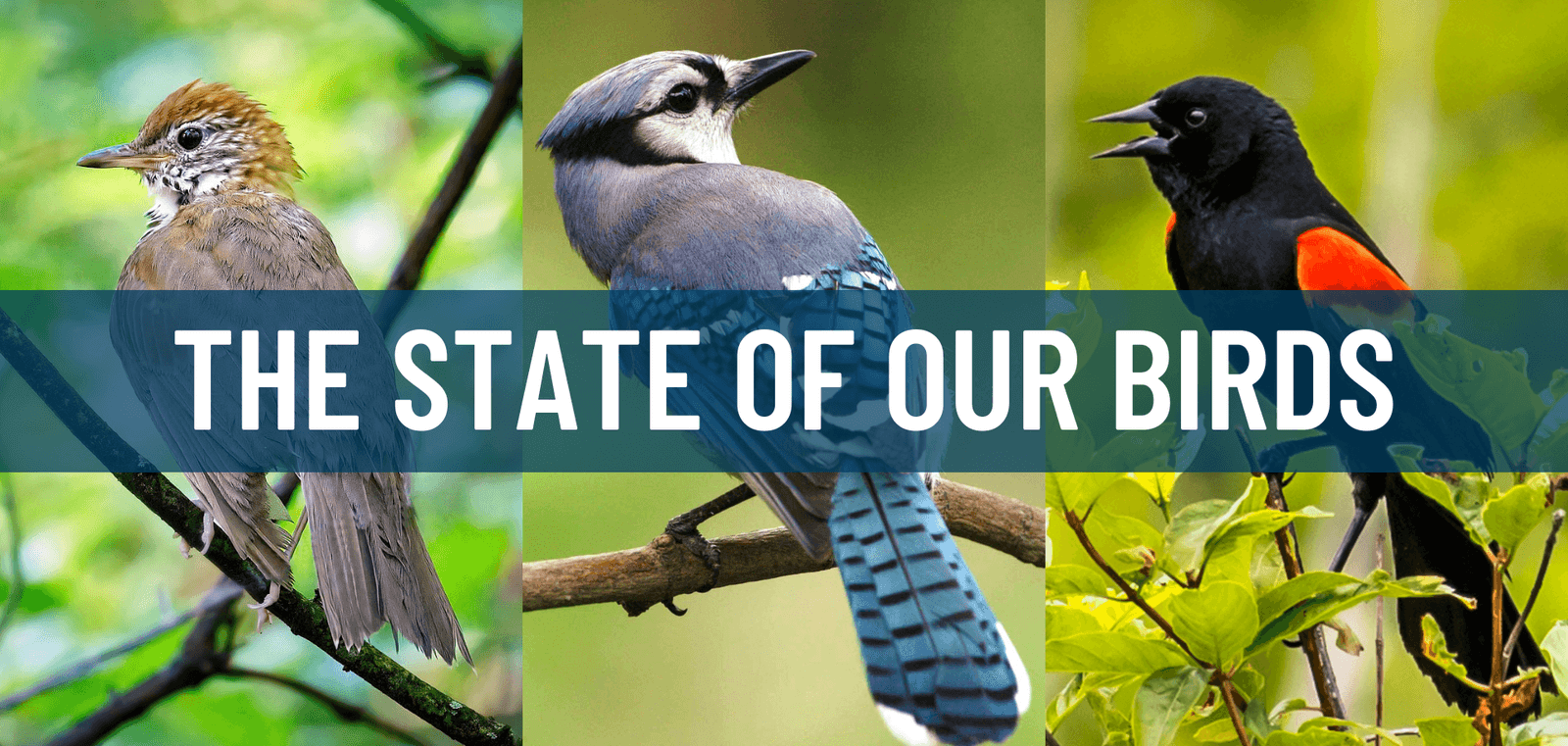 The State of Our Birds | Audubon Society of Rhode Island