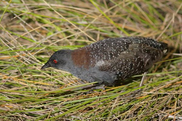 Endangered Species Act | Conservation | Houston Audubon