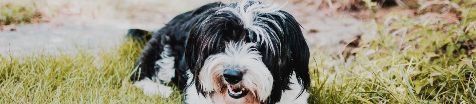 Thrift Shop : Volunteer : How To Help : Eastern Madera County SPCA