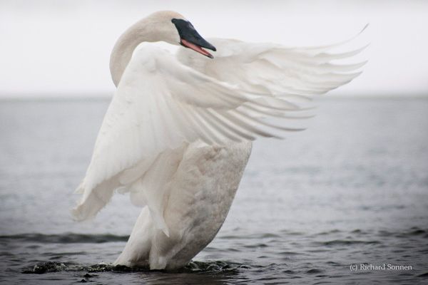 Voice Head & Bill Adult Swan ID |Trumpeter Swan Society