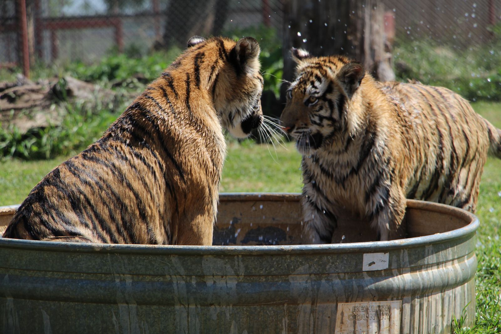 CARE's Cool Cats Campaign : News : About Us : Center for Animal ...