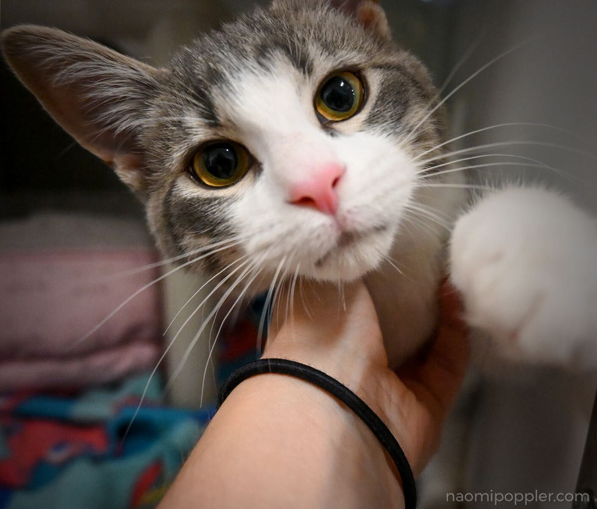 Tri-County Humane Society