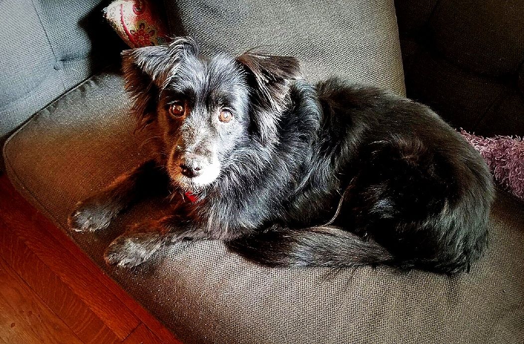 Maggie : Available Dogs : Nebraska No Kill Canine Rescue