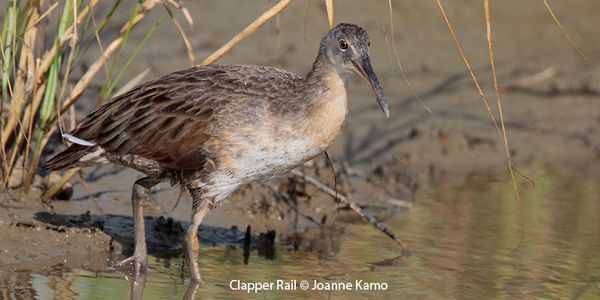 Clapper Rail | Bird Gallery | Houston Audubon