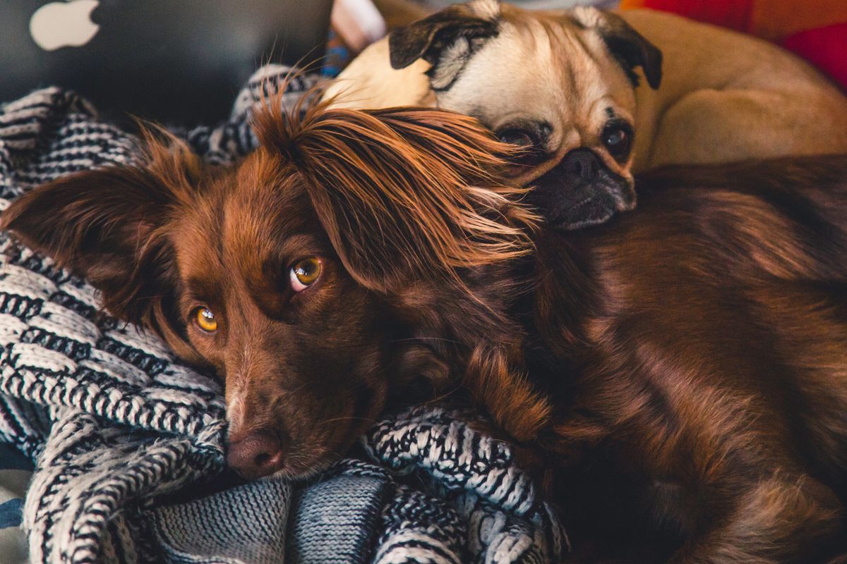 |Animal Shelter | Northeast Nebraska | Adopt|Humane Society