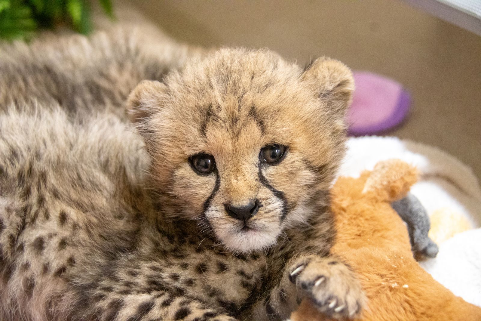 Cheetah Cubs arrive at the Zoo : News : Lincoln Children's Zoo