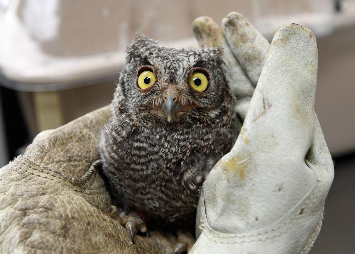 SPCA Monterey County