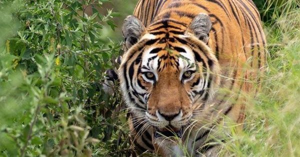 overview : Tigers : Meet the Animals : Center for Animal Research and ...