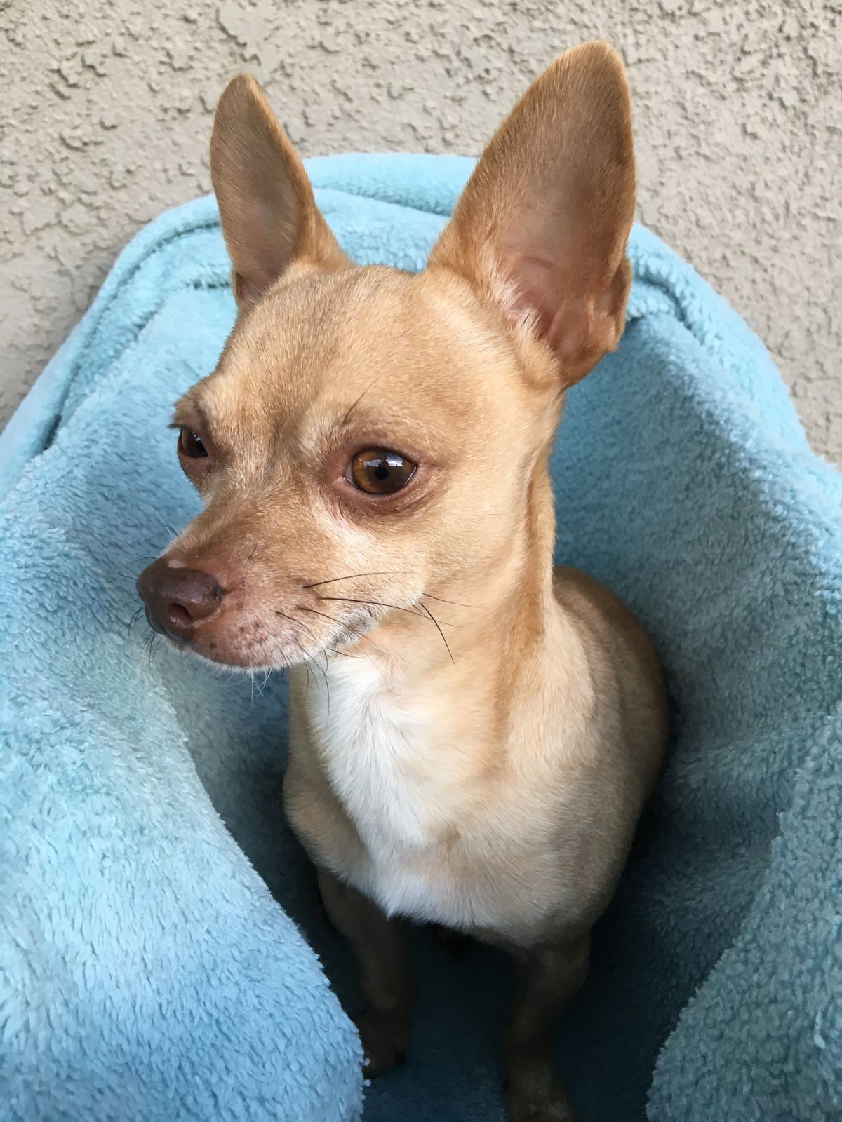 Toby : 3R Dogs : Adopt : 3R Rescue, Inc.