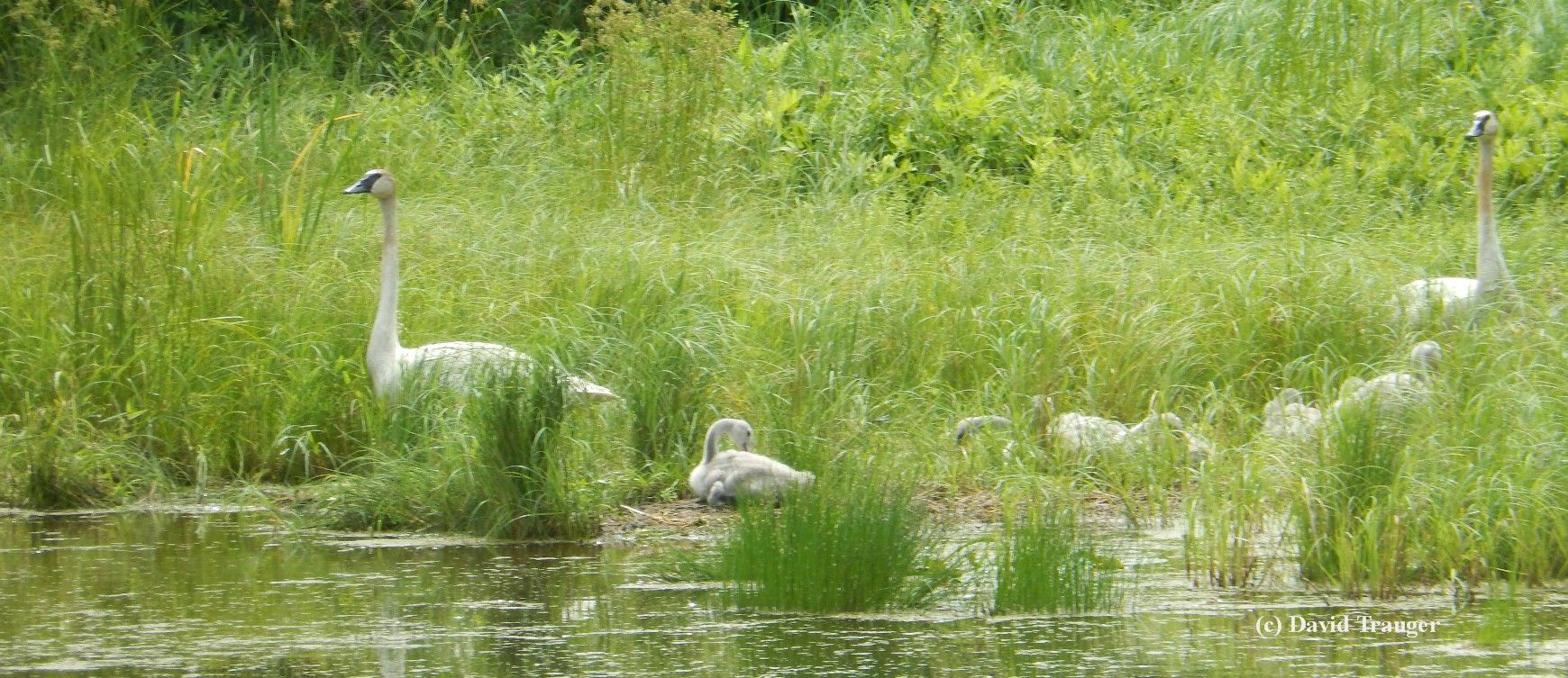 Trumpeter Swan Society|Plymouth, MN