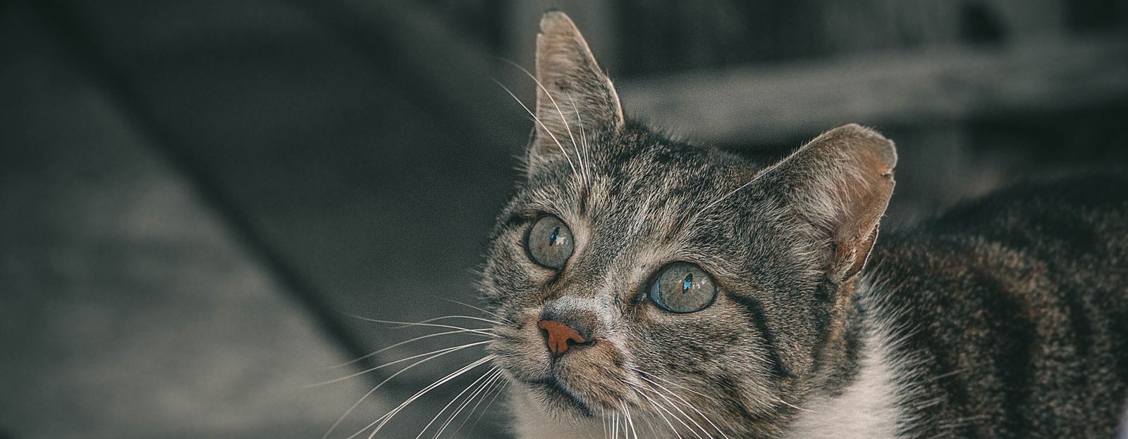 Feral Cat Trap-Neuter-Return Program : Services : Eastern Madera County ...