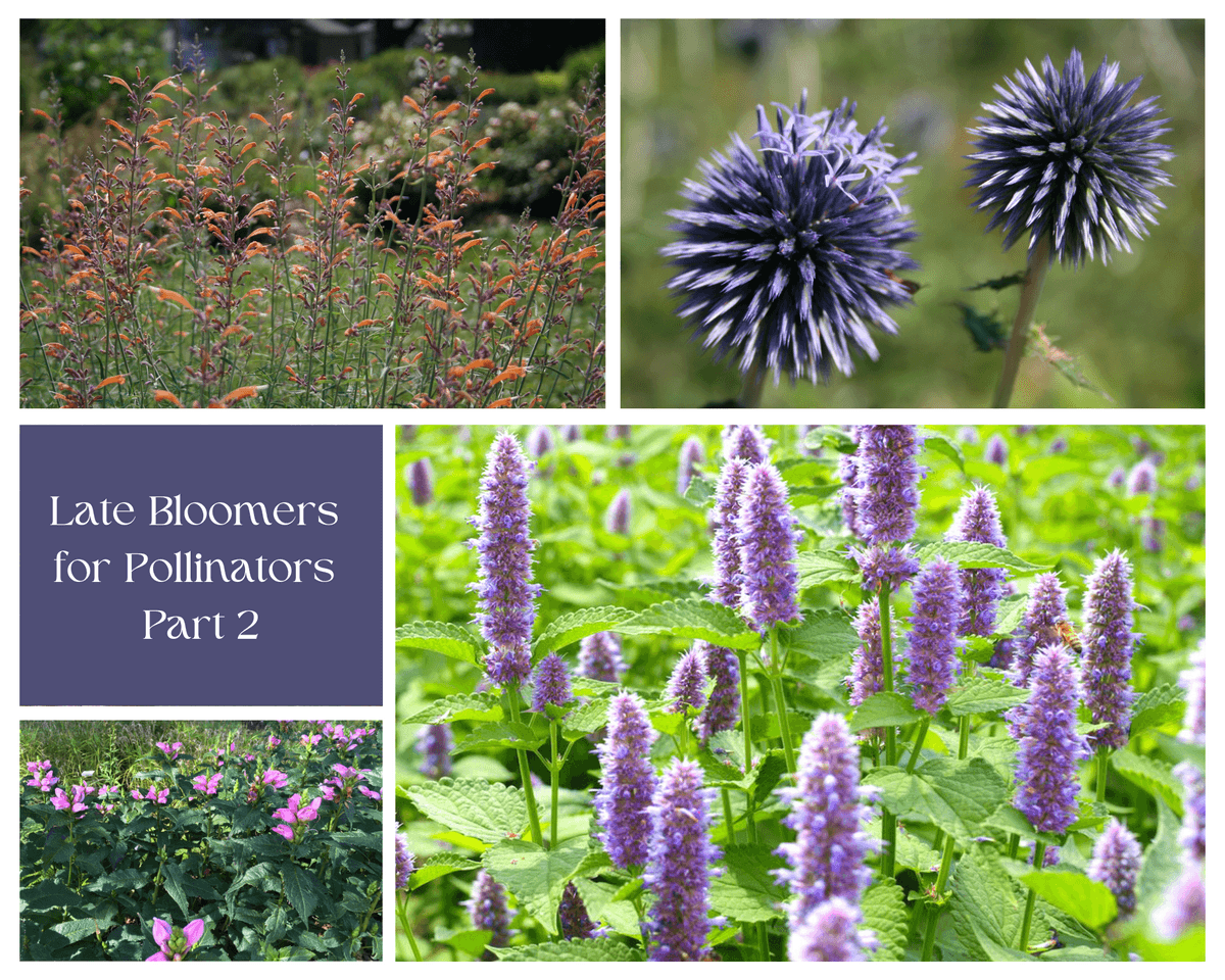 Late Blooming Perennials for Pollinators