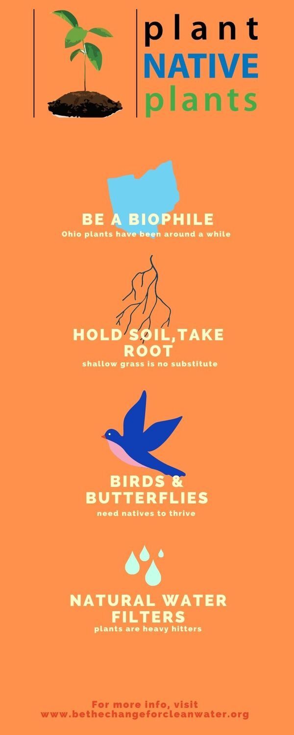 Plant Native Plants : Be the Change : Madison Soil and Water ...