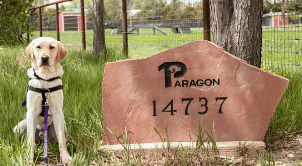 Outreach & Education | Programs | Paragon Service Dogs