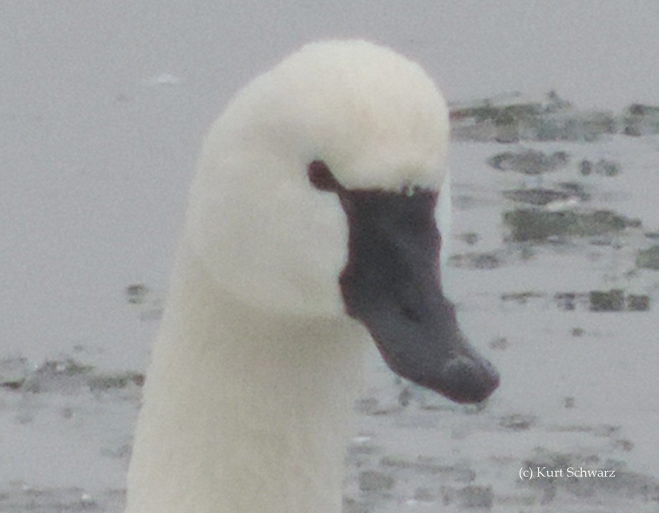 Voice Head & Bill Adult Swan ID |Trumpeter Swan Society
