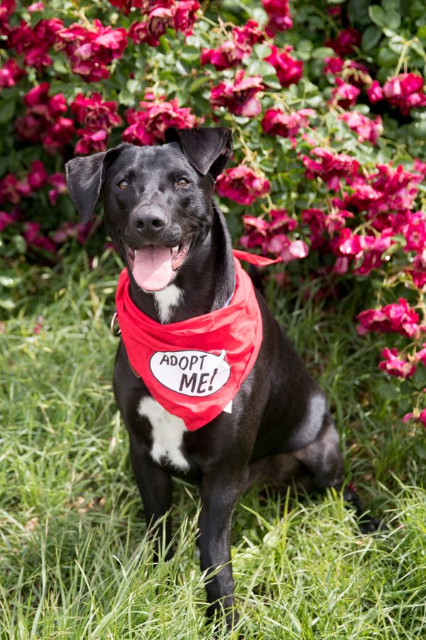 Joey : 3R Dogs : Adopt : 3R Rescue, Inc.