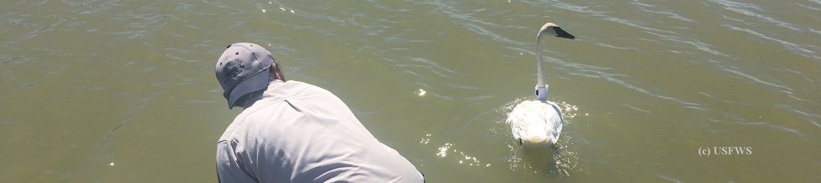 Trumpeter Tracking|Trumpeter Swan Society