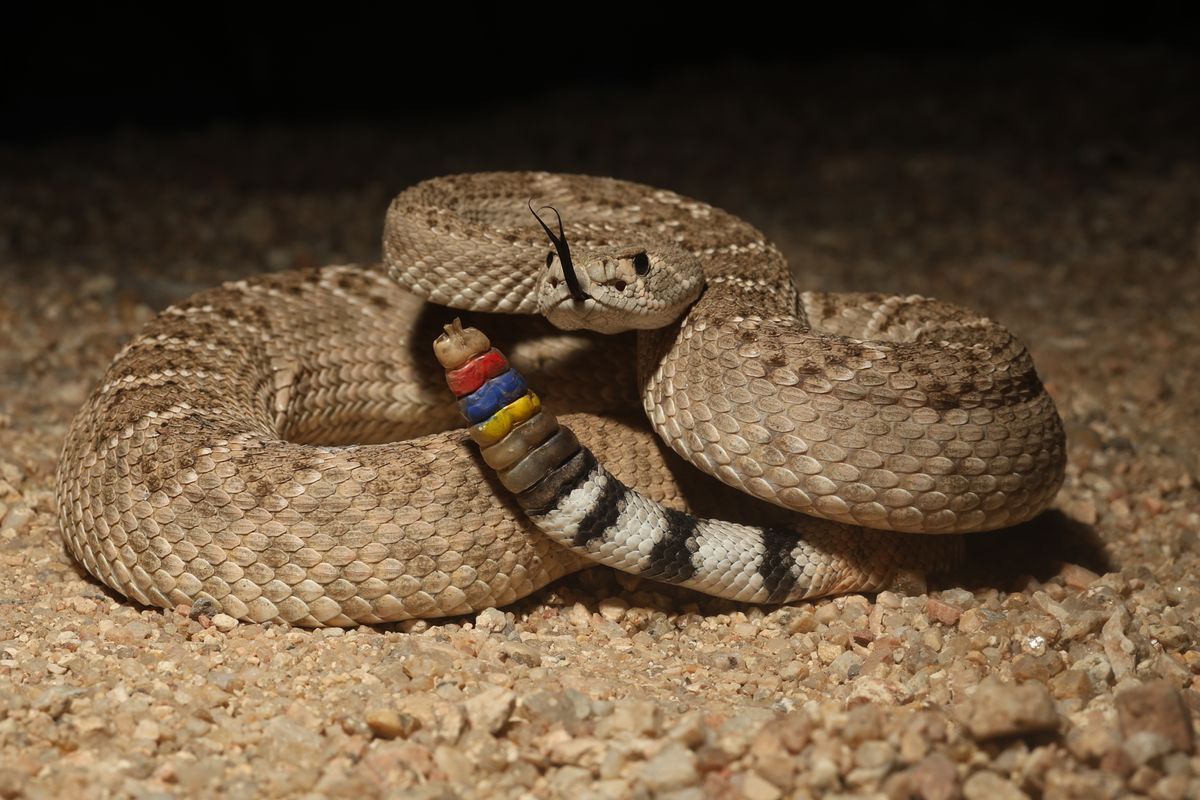Rattlesnake Research Hikes : Special Events : Visit : Phoenix ...
