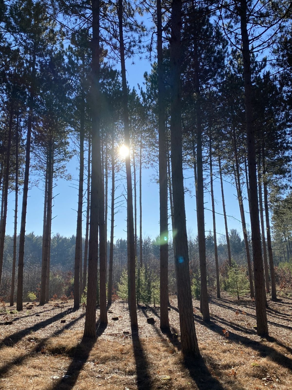 Learn More About the Compassion Tree Project