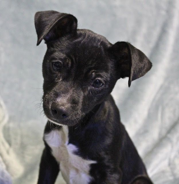 Kenny : 3R Dogs : Adopt : 3R Rescue, Inc.