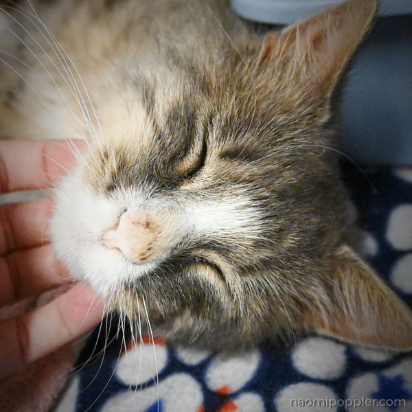 Tri-County Humane Society