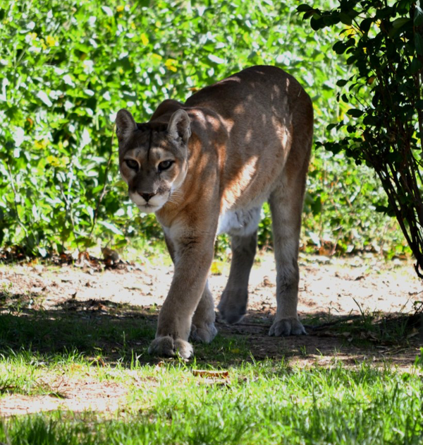 Beast : In Memory : Meet the Animals : Center for Animal Research and ...