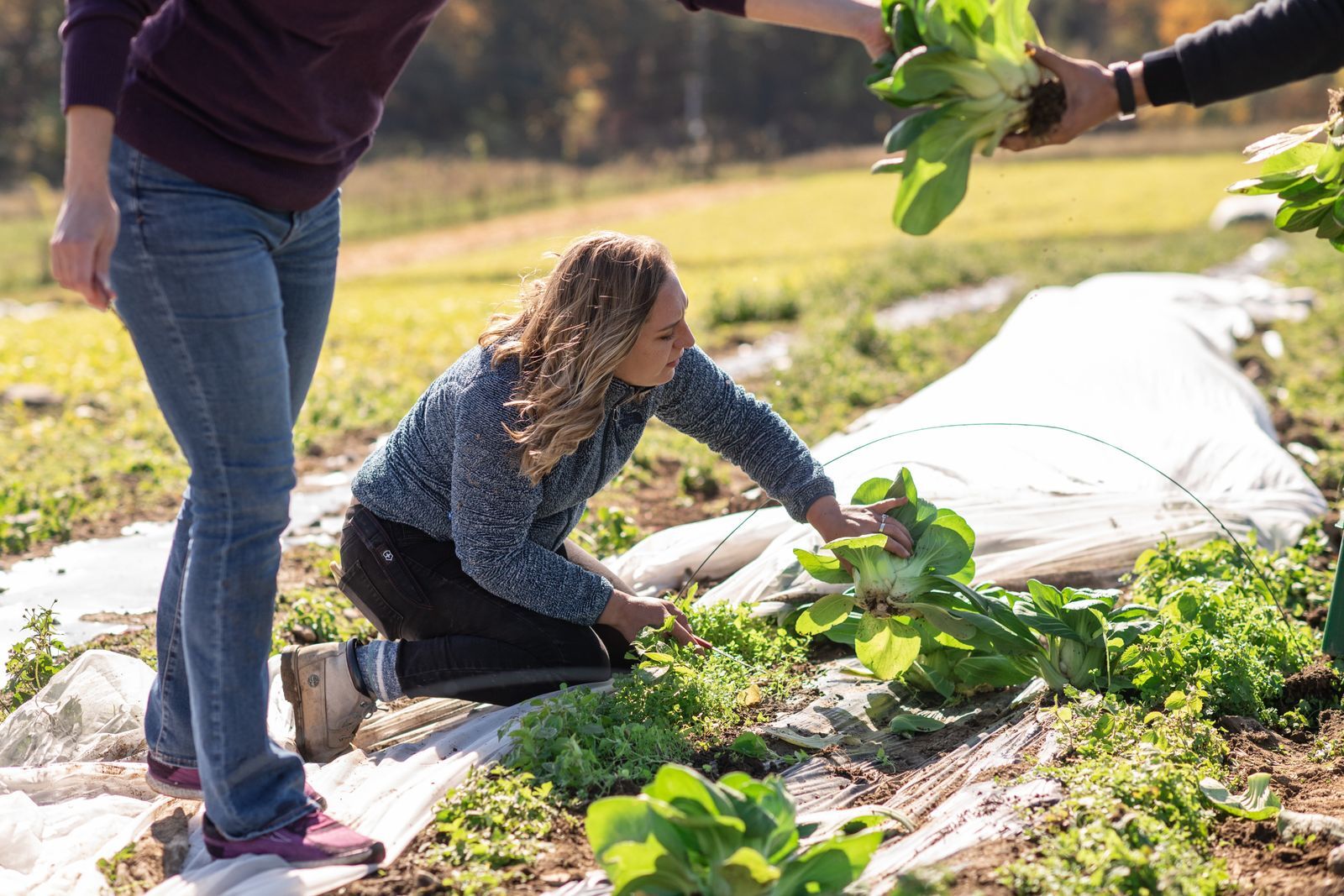 Home : The Friends of Hilltop Hanover Farm