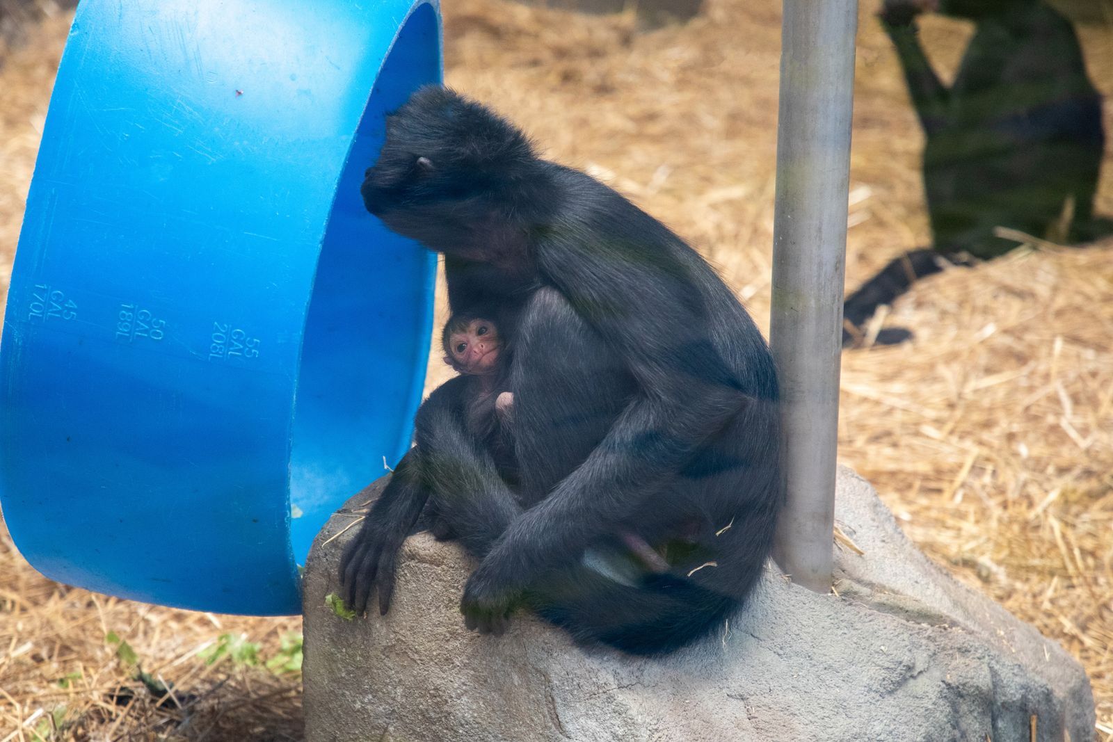 Spider Monkey Born at the Zoo : News : Lincoln Children's Zoo
