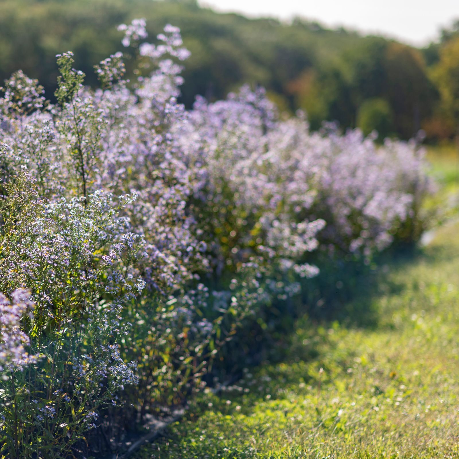 News & Blogs : About the Farm : The Friends of Hilltop Hanover Farm