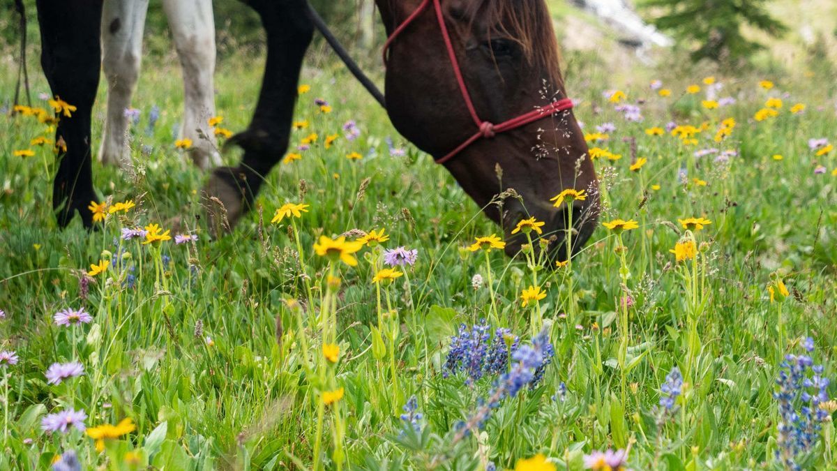 The Nebraska Horse Trails Committee, Inc. : Home