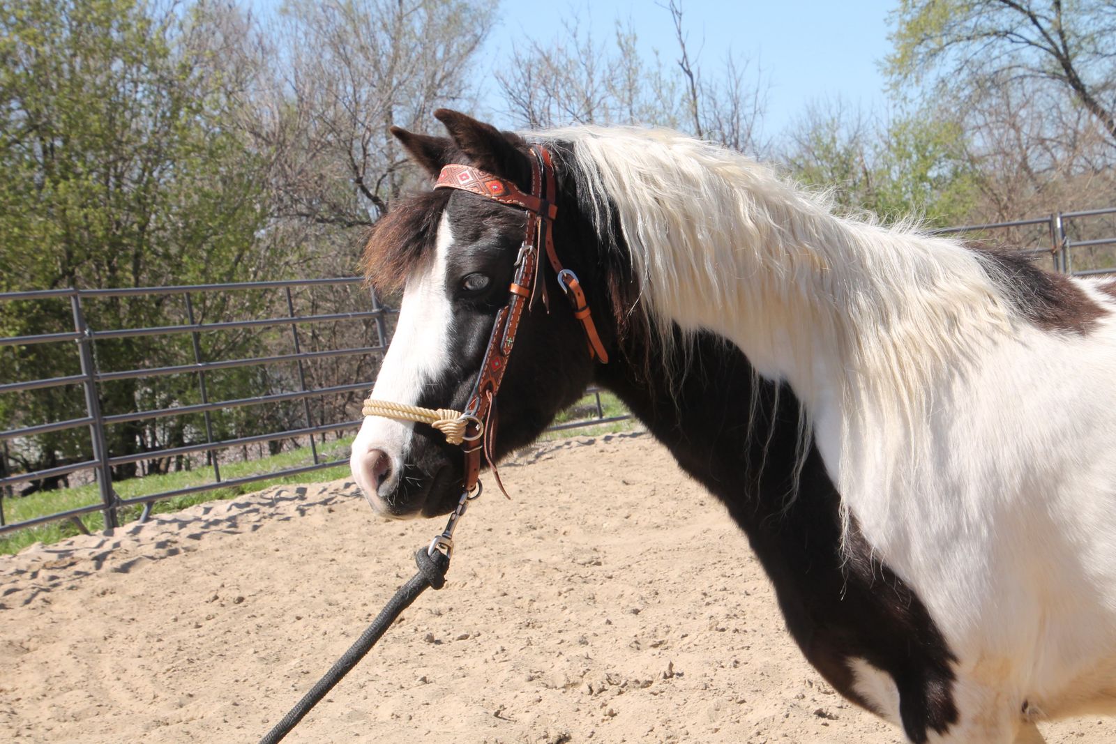 Sponsor a Horse : How To Help : Victory Riding Academy