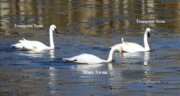 Voice Head & Bill Adult Swan ID |Trumpeter Swan Society
