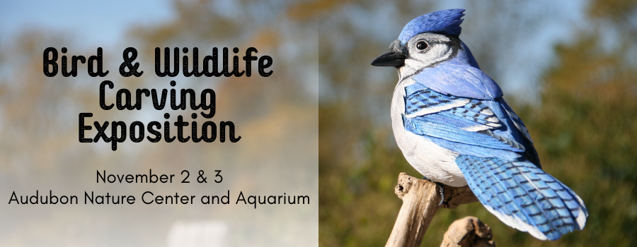 Audubon Society of Rhode Island | Connecting People with Nature