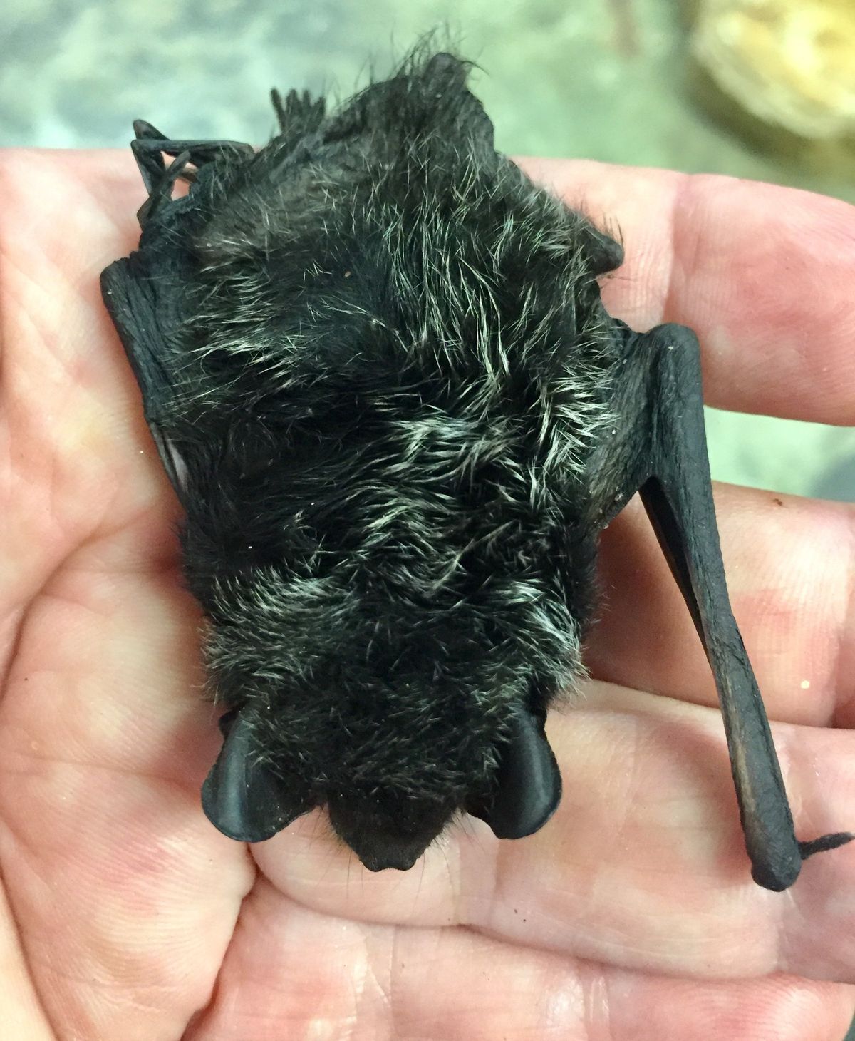 General Information : Found An Injured Animal? : Acadia Wildlife Center