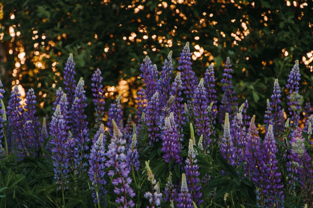 Seattle Funeral Home | Affordable Burials, Caskets, Cremation & Urns ...