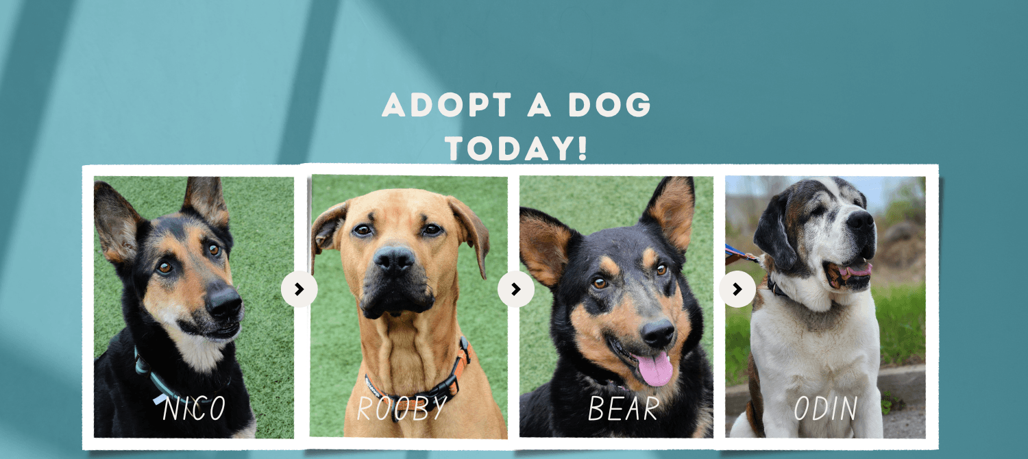 Home : Humane Society of Kawartha Lakes